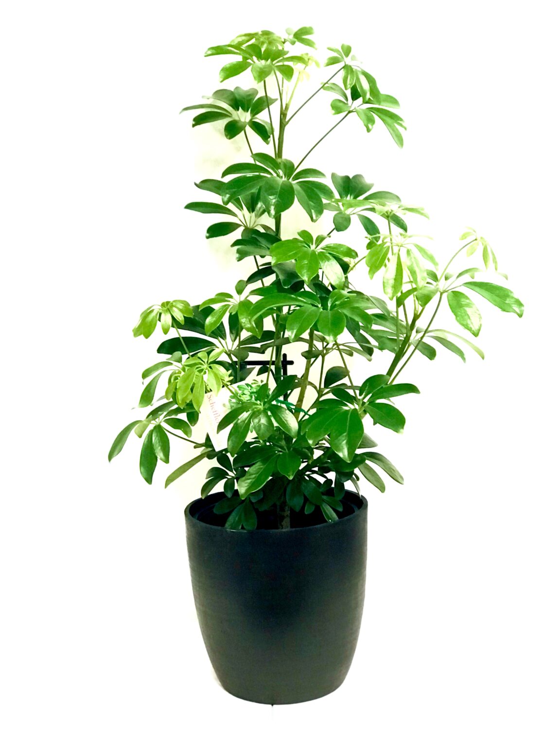 Schefflera arboricola Dwarf Umbrella Tree – LnJ Garden