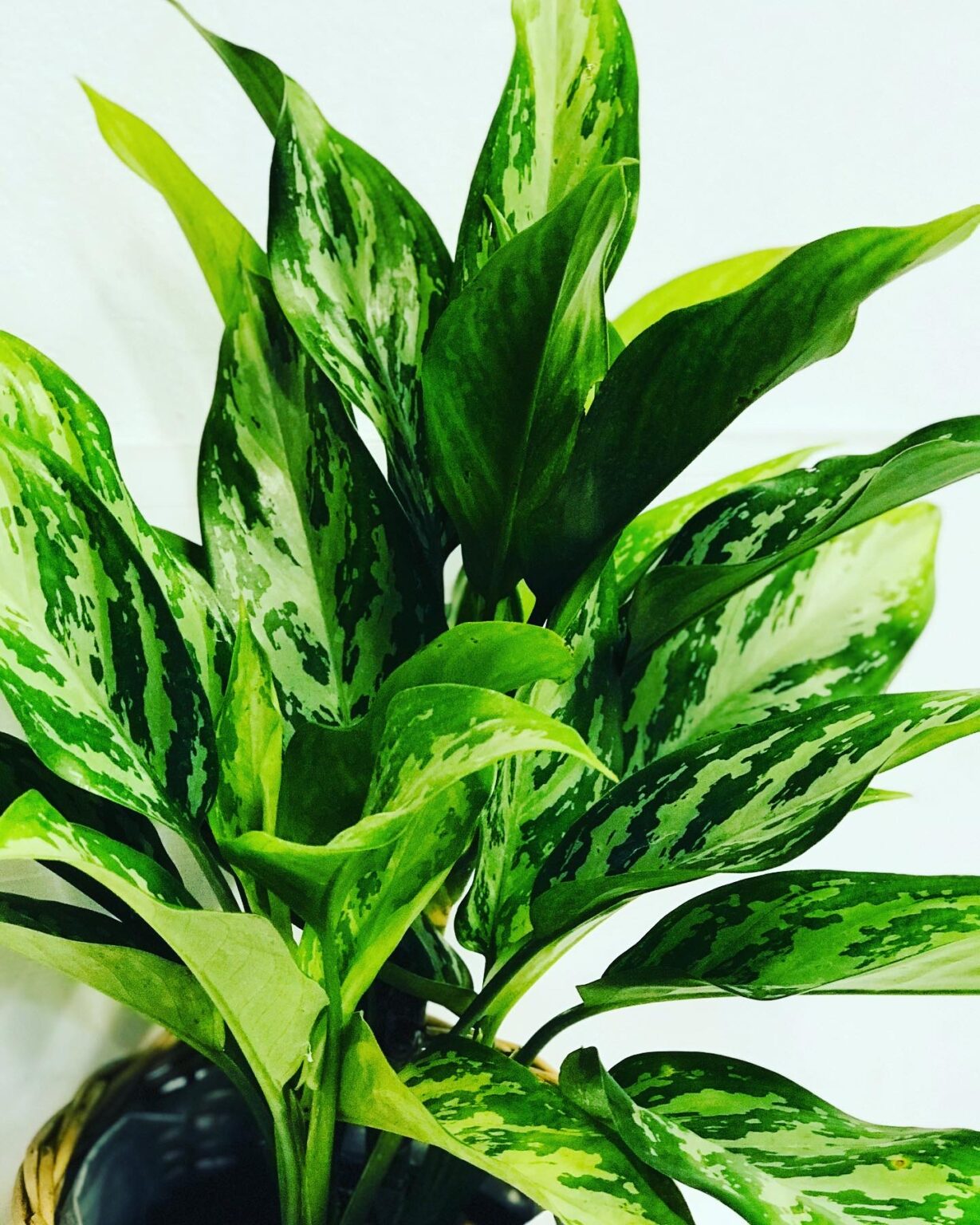 Aglaonema commutatum – LnJ Garden