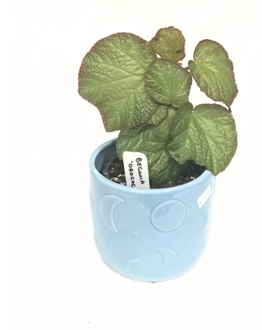 Indoors – LnJ Garden