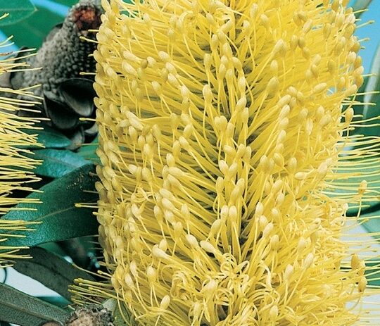 Native plants – LnJ Garden