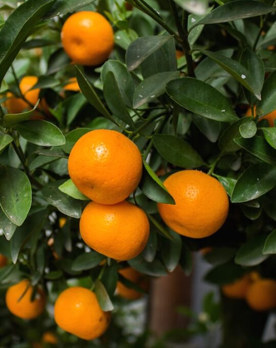 Fruit Trees – LnJ Garden