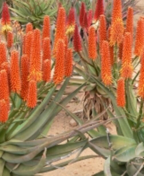 LnJ Garden – Welcome to the world of greenery