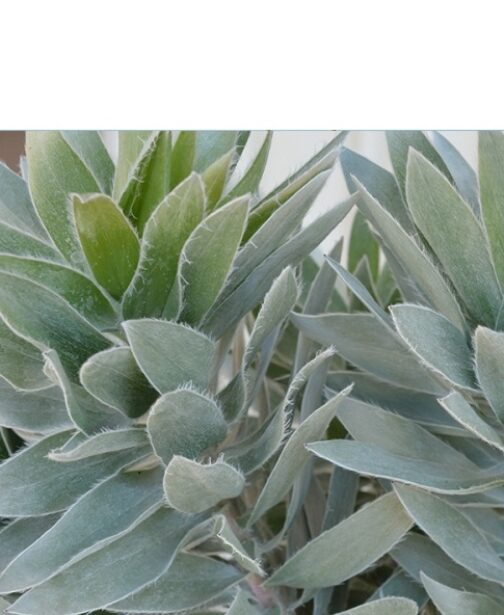 LnJ Garden – Welcome to the world of greenery