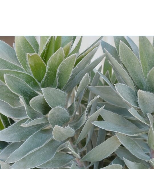 Native plants – LnJ Garden